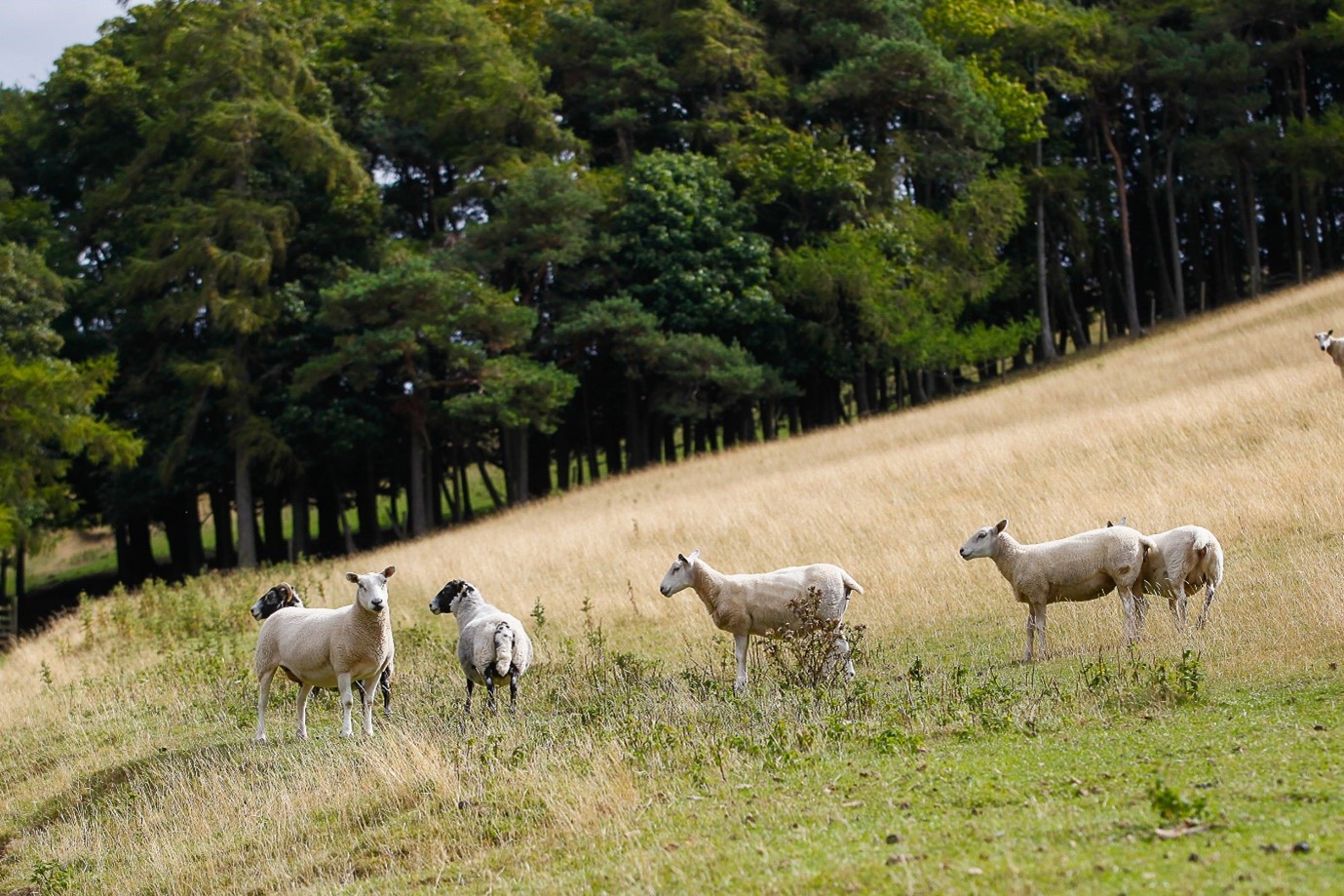 Help for farmers in the CSGN area to branch out into tree planting - Central Scotland Green Network